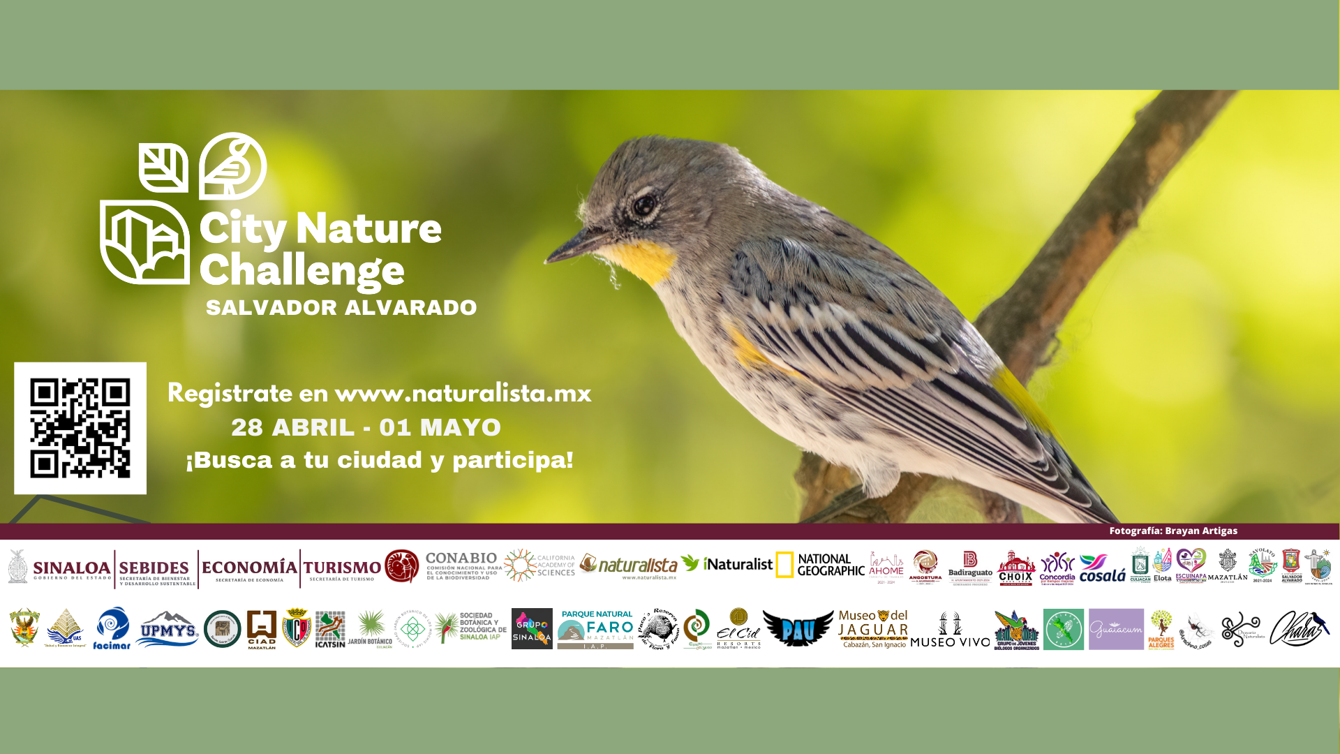 City Nature Challenge 2023: Salvador Alvarado, Sinaloa · iNaturalist Canada