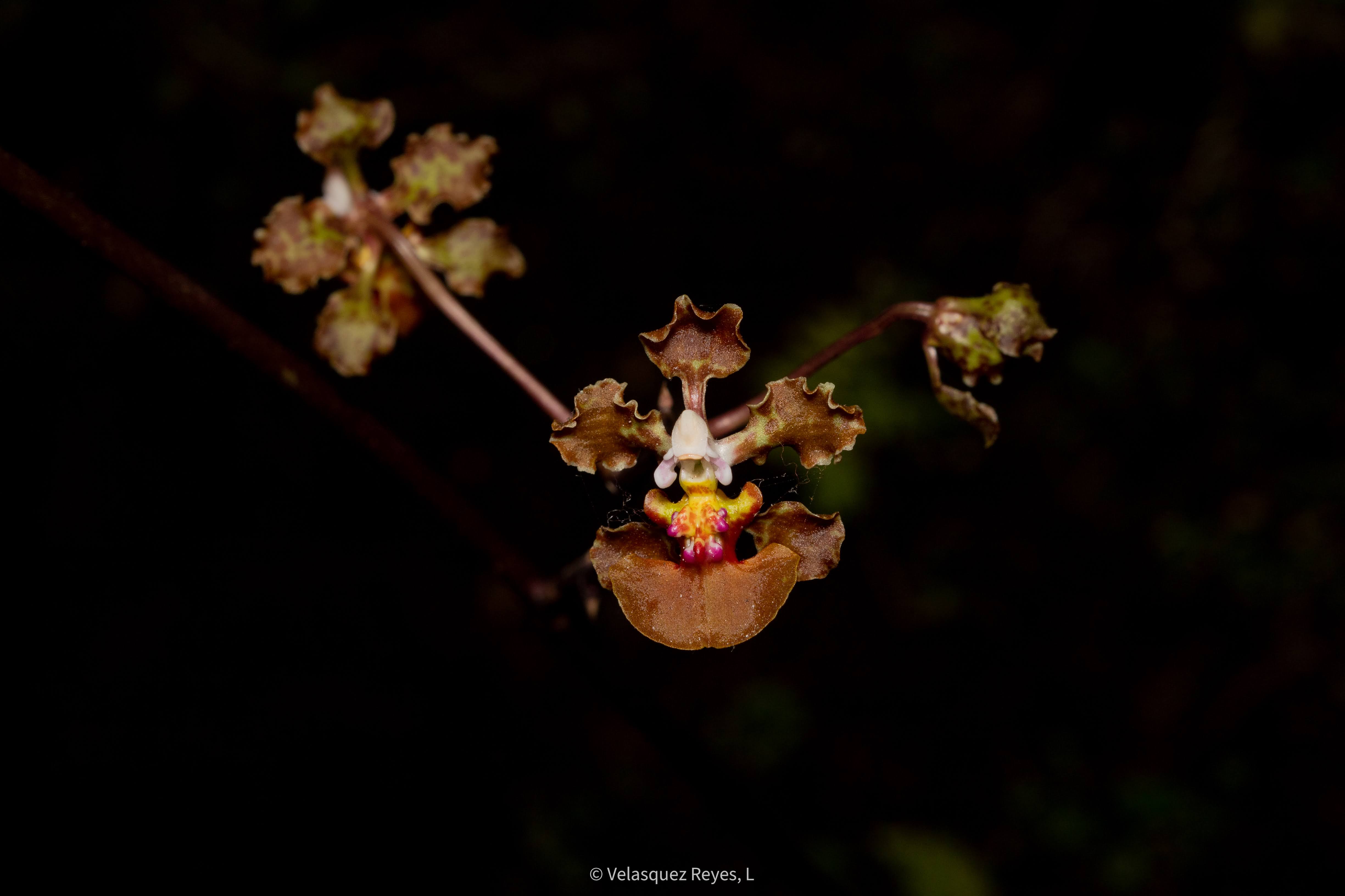 Orquídeas de Córdoba, Veracruz, México · iNaturalist Canada