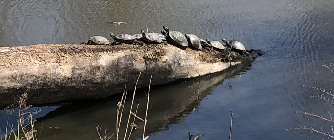 Humboldt Park Freshwater Turtle Survey · iNaturalist