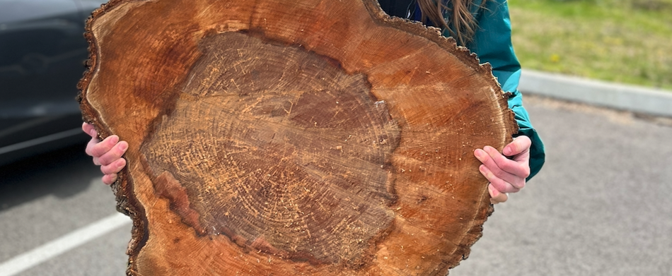 Internal Tree Stain Watch · iNaturalist