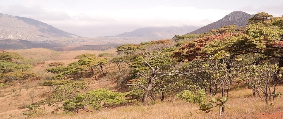Chimanimani Mts, Zimbabwe & Mozambique · iNaturalist