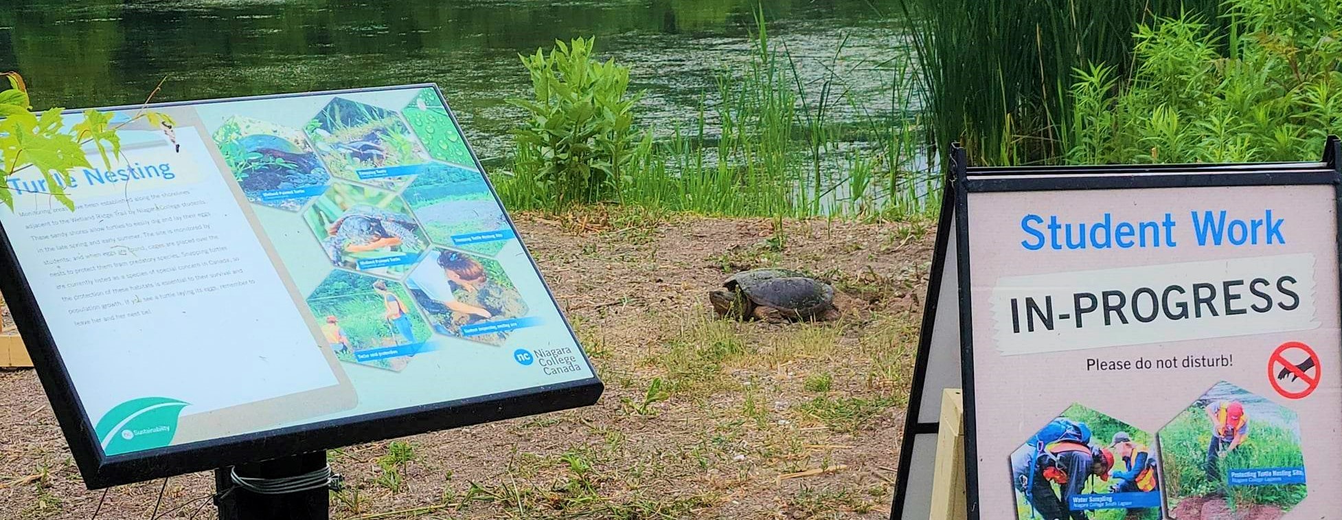 Niagara College Biodiversity Inventory · iNaturalist