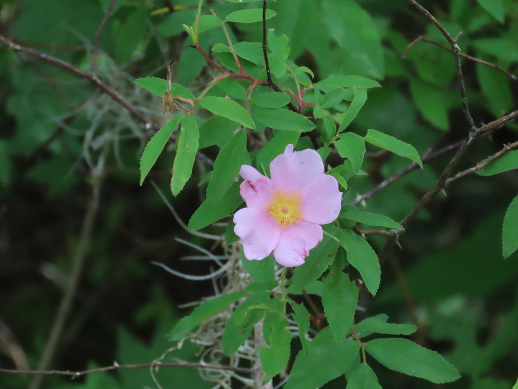 Old Santee Canal Park / Fort Fair Lawn, SC · iNaturalist