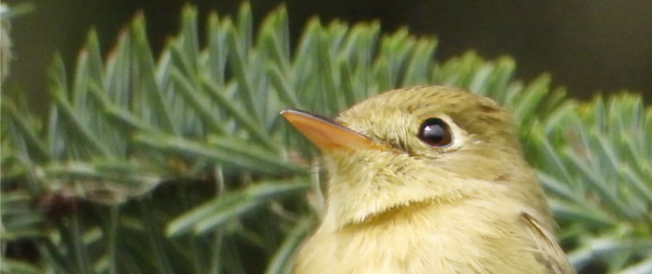 Bird Pupils · iNaturalist