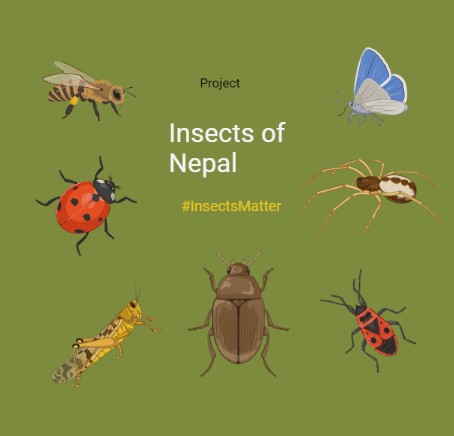 Insects of Nepal · iNaturalist Ecuador