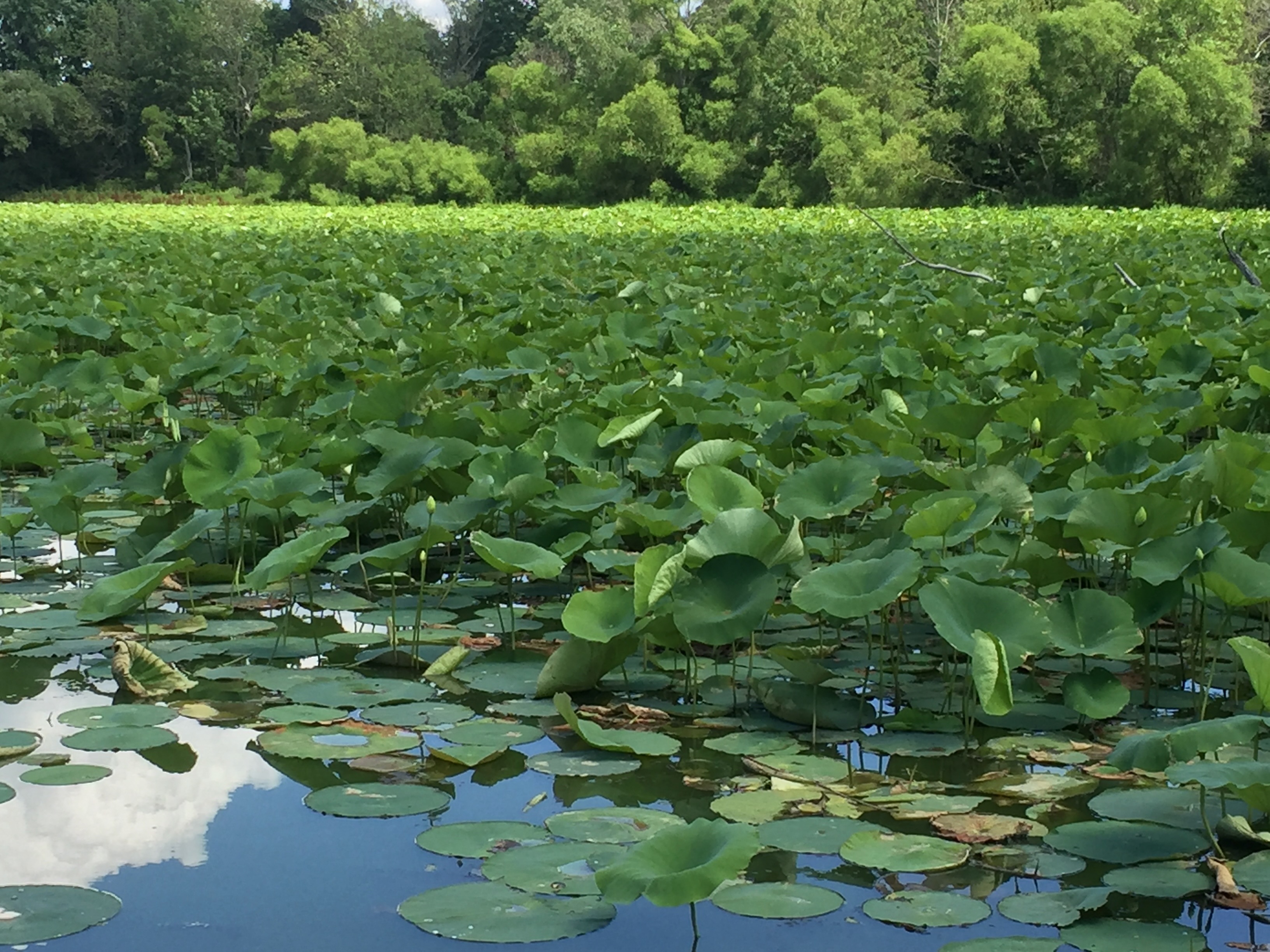 PLE Ecology BioBlitz 2023 · iNaturalist