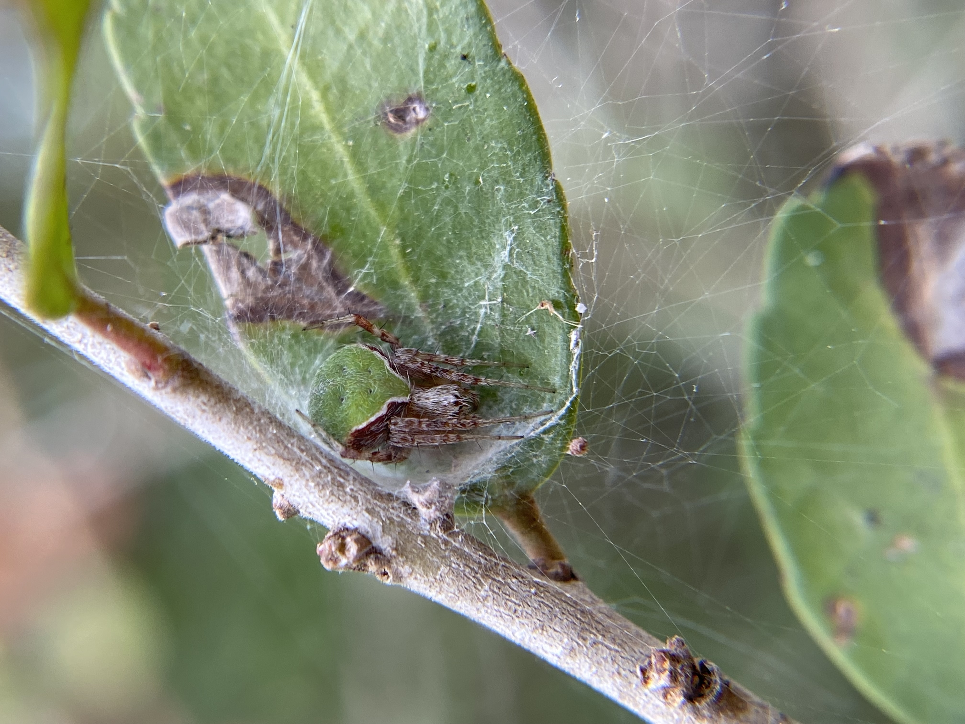 Spiders in Brazos County · iNaturalist Canada