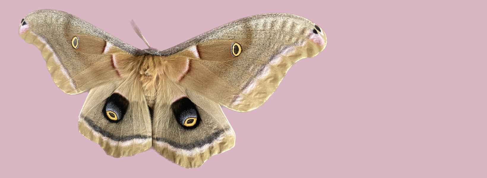 National Moth Week 2023: WWLT Focus Area · iNaturalist