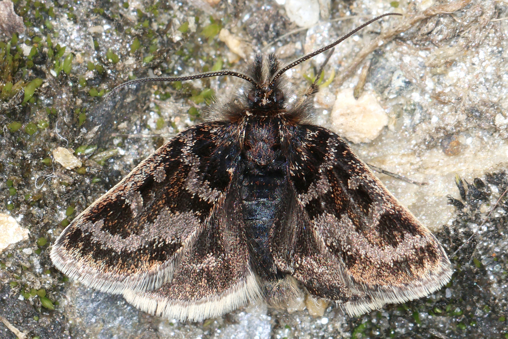 small black moths, high alps, day active · iNaturalist