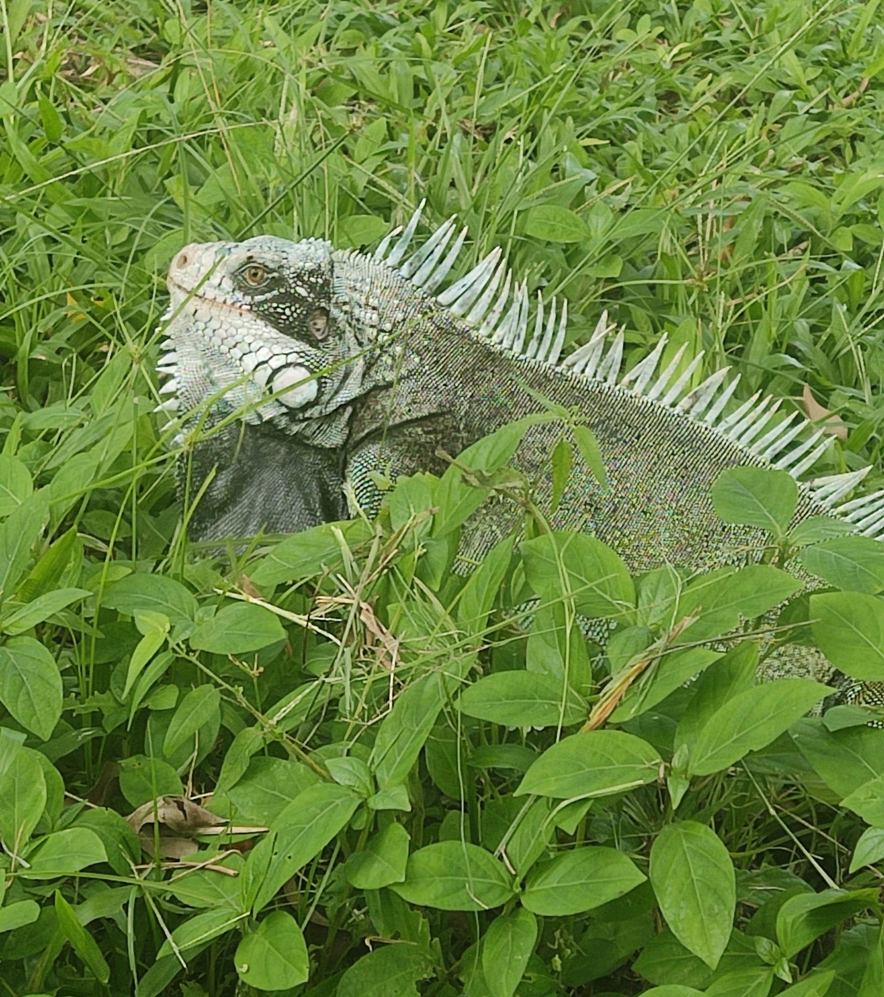Biodiversidad de El Tigre, Anzoategui, Venezuela · iNaturalist Canada