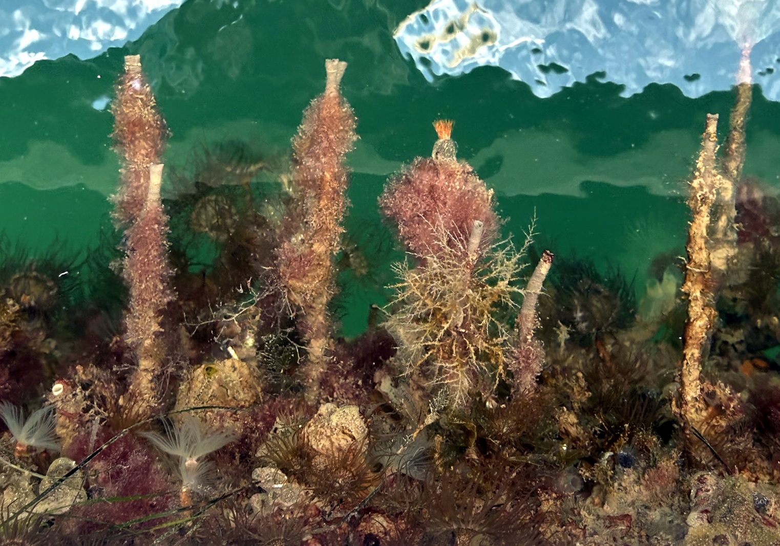 Marine Hitchhikers of the Green Adelaide Region · iNaturalist