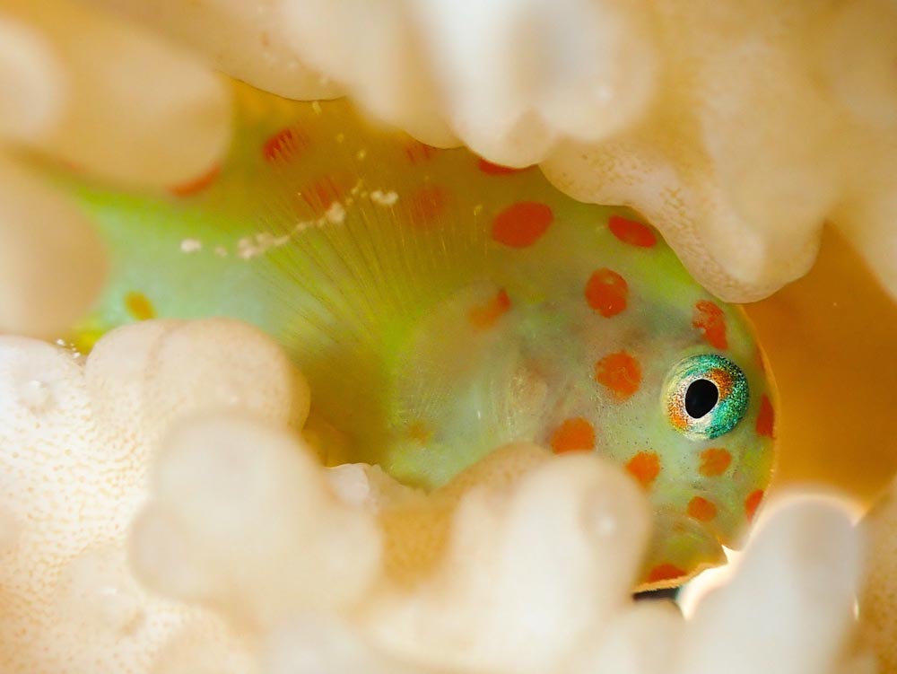 Biodiversity of Aur Atoll · iNaturalist Australia