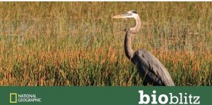 Biodiversity Festival 2023 at Big Marsh Park · iNaturalist