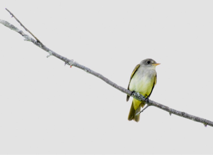 Ecosystem Project 2023 · iNaturalist Canada