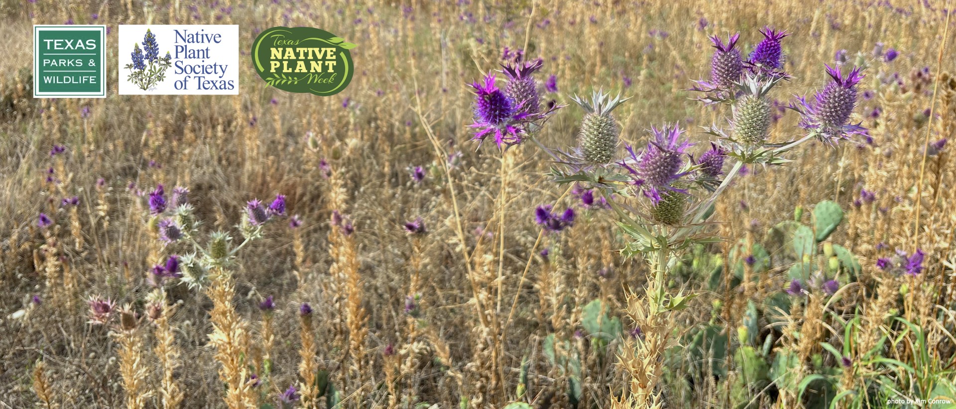 Wild Plants of Texas - NPSOT Challenge BioBlitz 2023 · iNaturalist Greece
