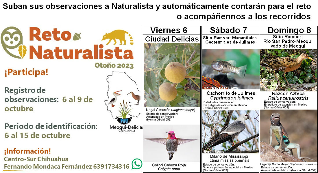 RetoNaturalistaOtoñoChihuahua2023 · iNaturalist Canada