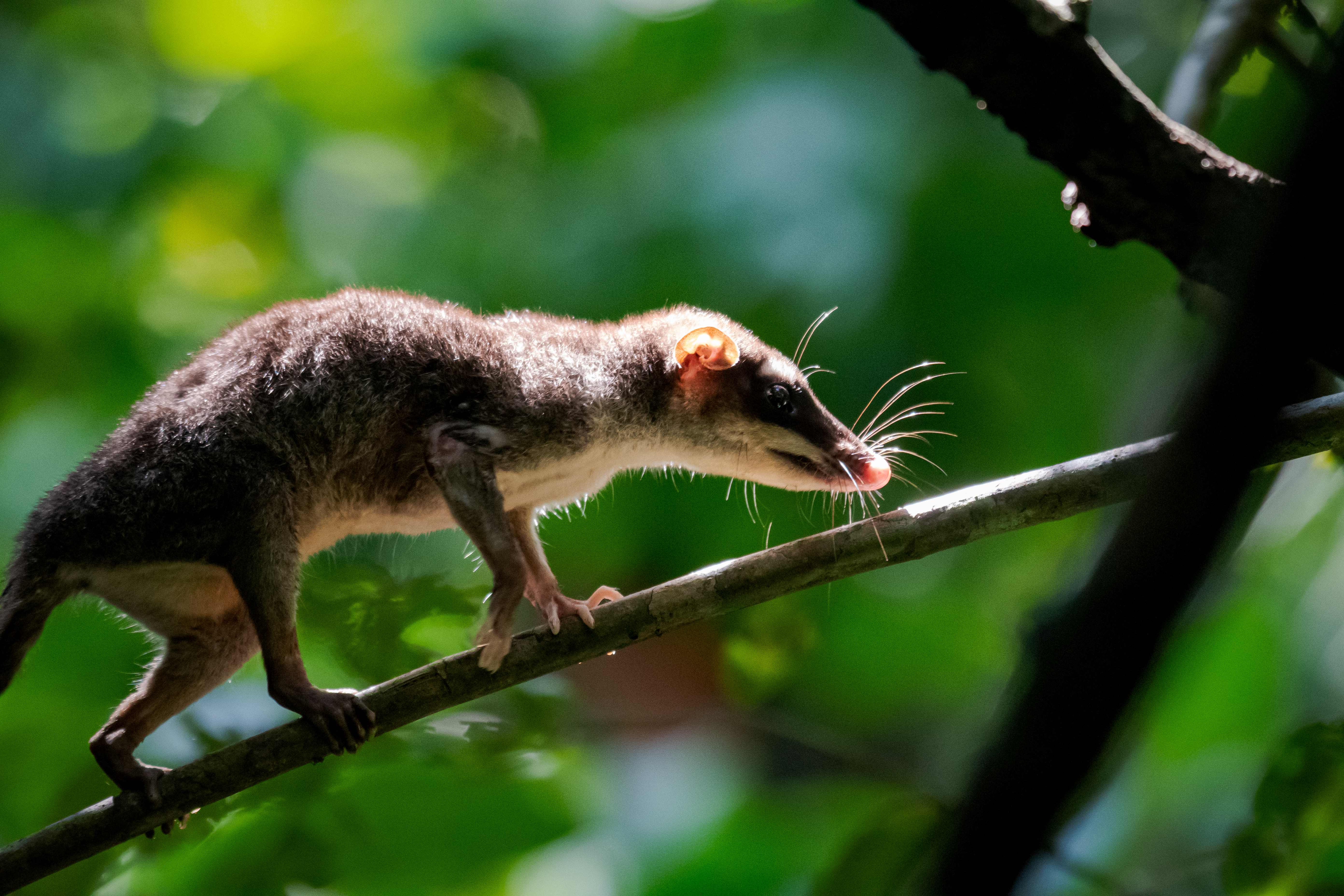 Grande BioBlitz do Hemisfério Sul 2023: Brasil Geral · iNaturalist Canada