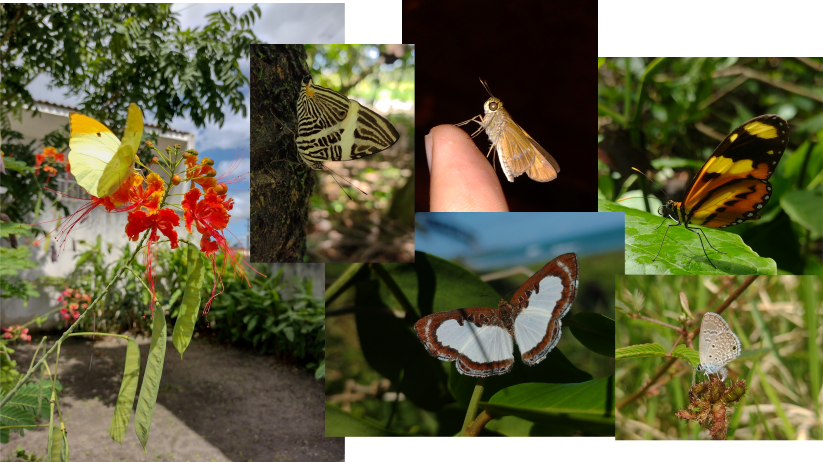 Borboletas de Maceió · iNaturalist Canada