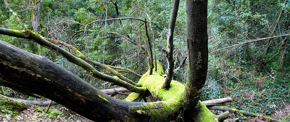Mapeamento da Biodiversidade do Pinhal de Leiria · iNaturalist
