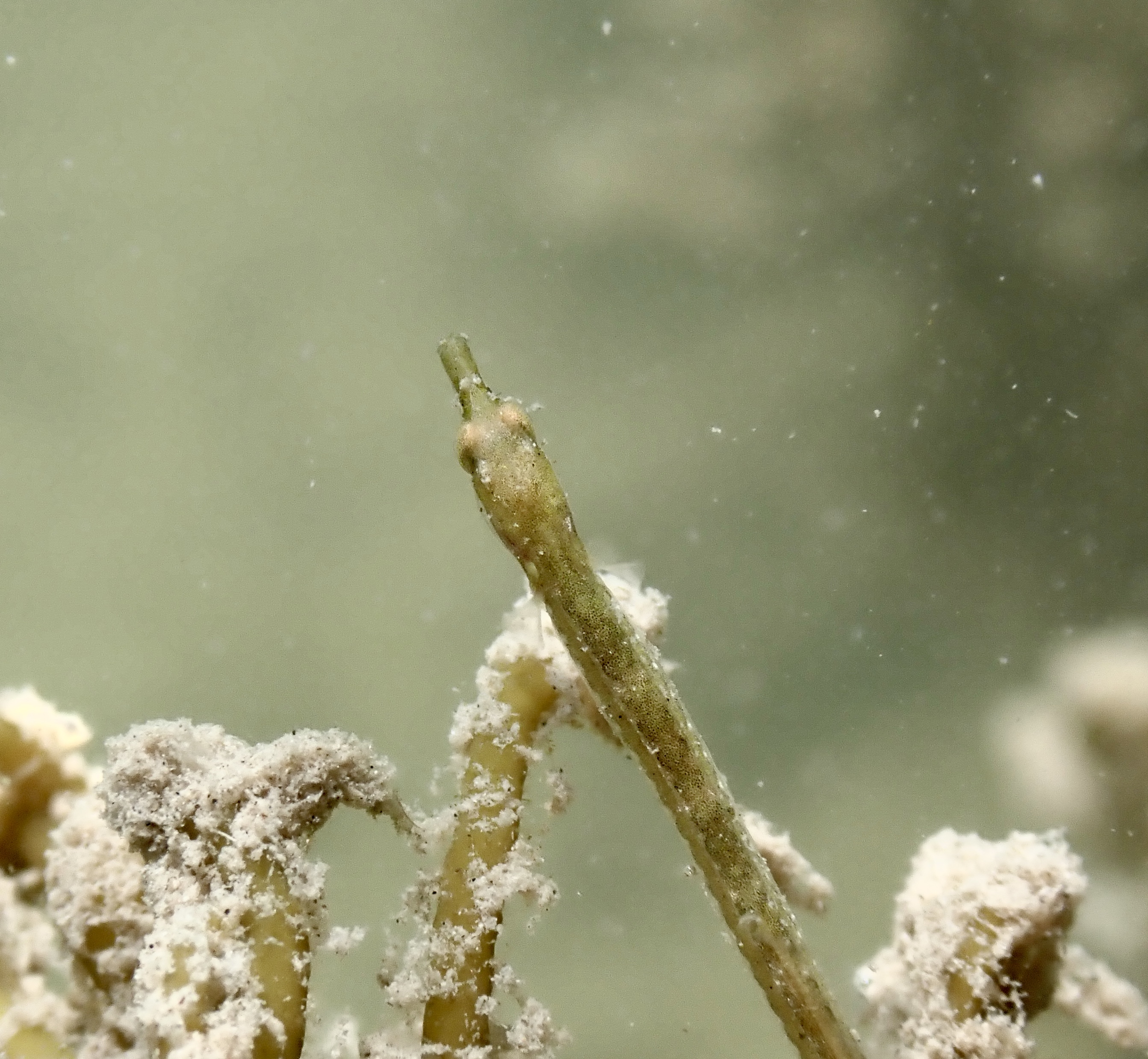 Pipefishes of Eyre Peninsula · iNaturalist Canada