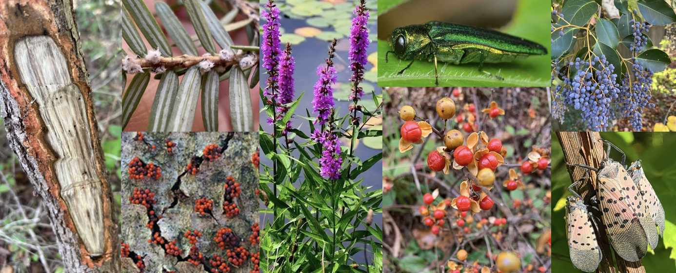 NC Invasive Species Awarness Week BioBlitz · iNaturalist