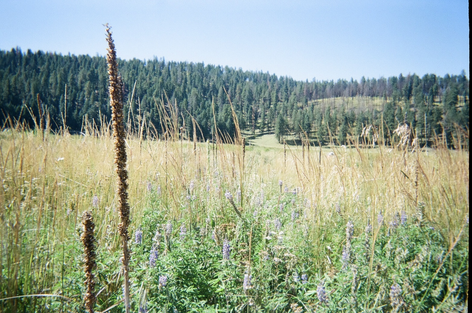 Catalog of Angiosperms for the Valles Caldera Flower-Visitor Monitoring ...