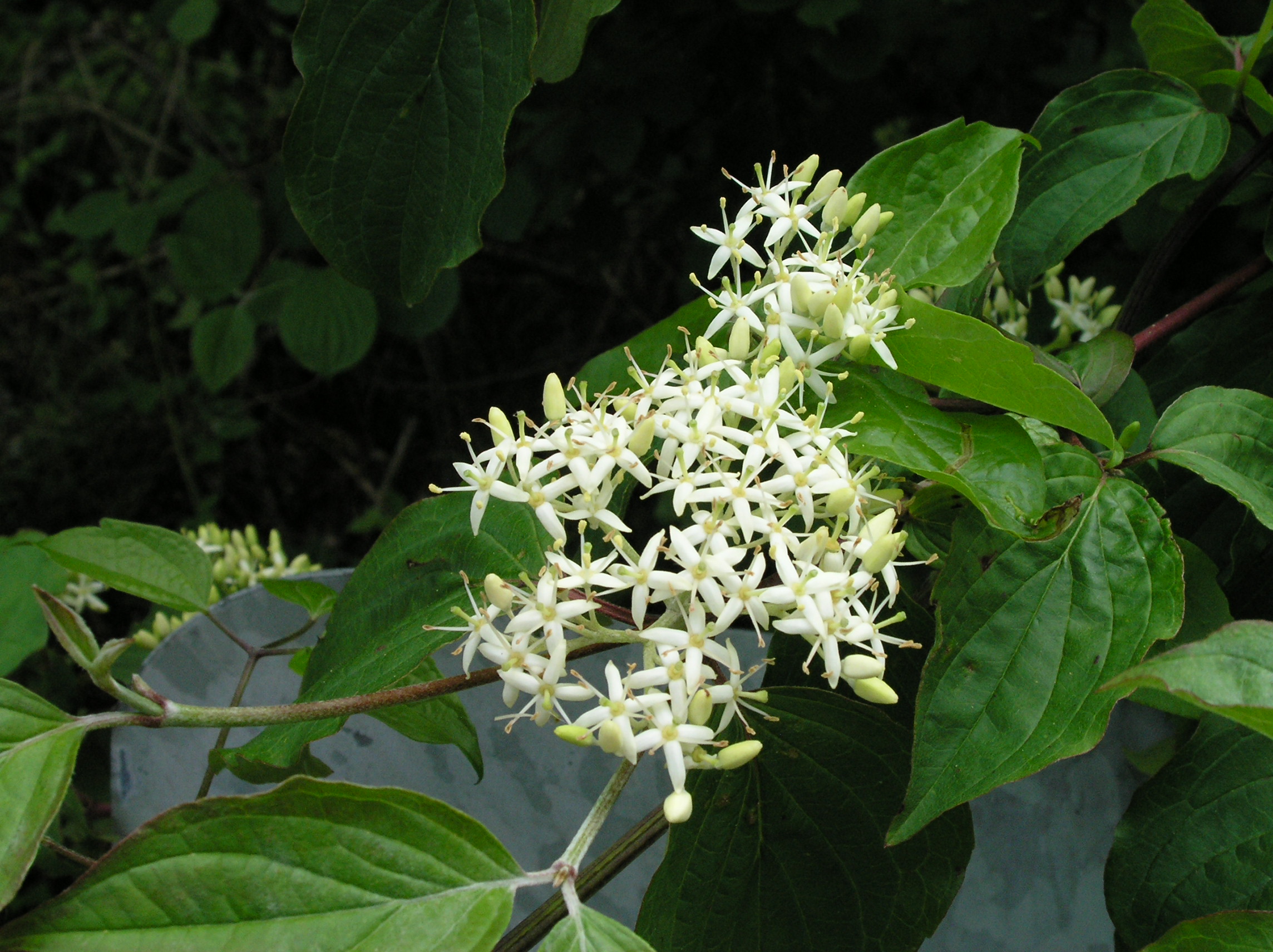 Flora Campus ULE 2024 · iNaturalist Ecuador