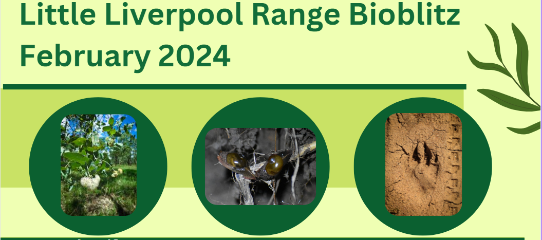 Great Southern Bioblitz February 2024: Little Liverpool Range ...