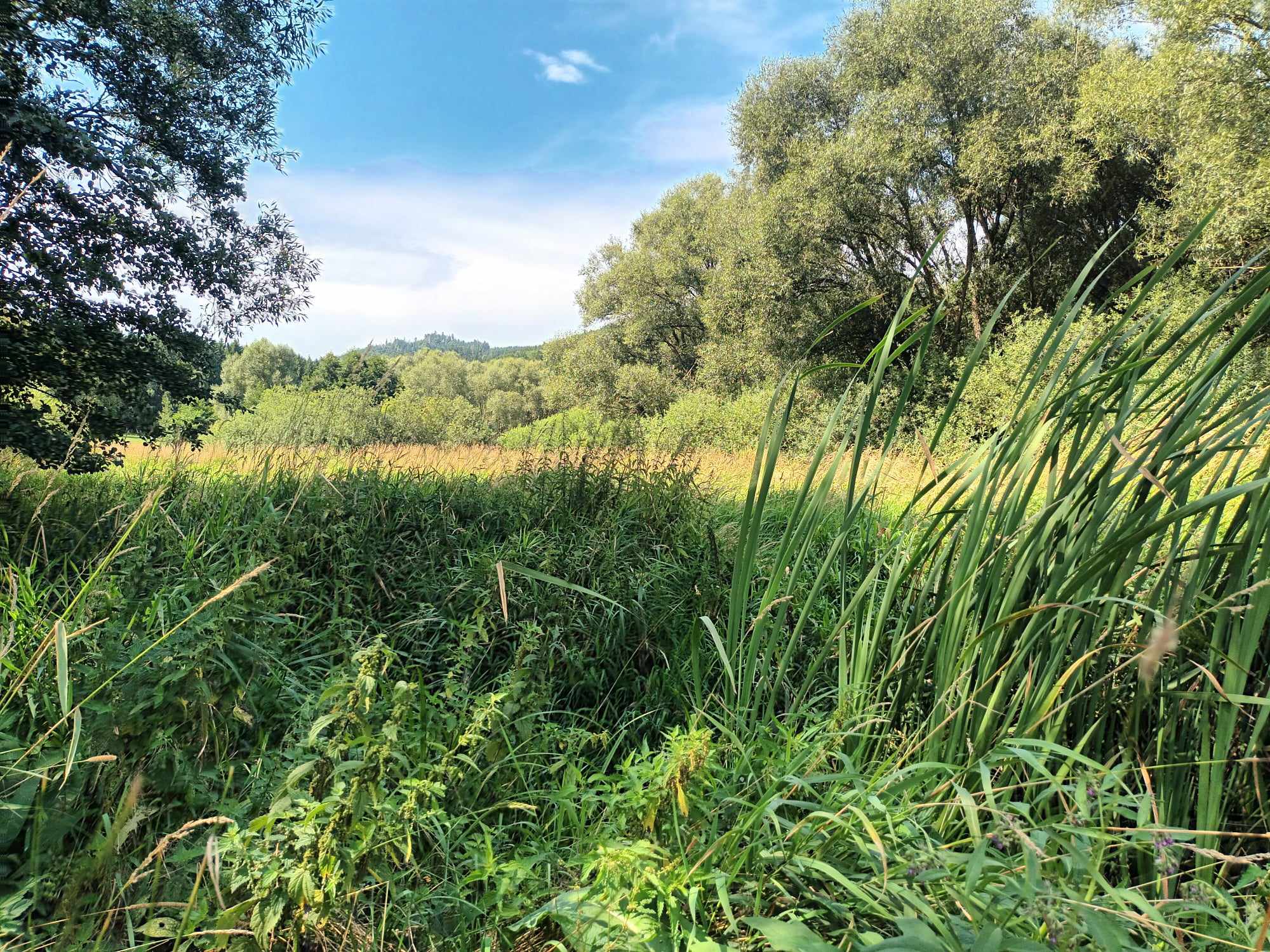 Beobachtungen im Waldviertel · iNaturalist Canada