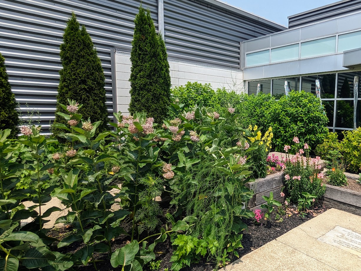 Flora and Fauna at the Northwest Branch Library, FCDL · iNaturalist