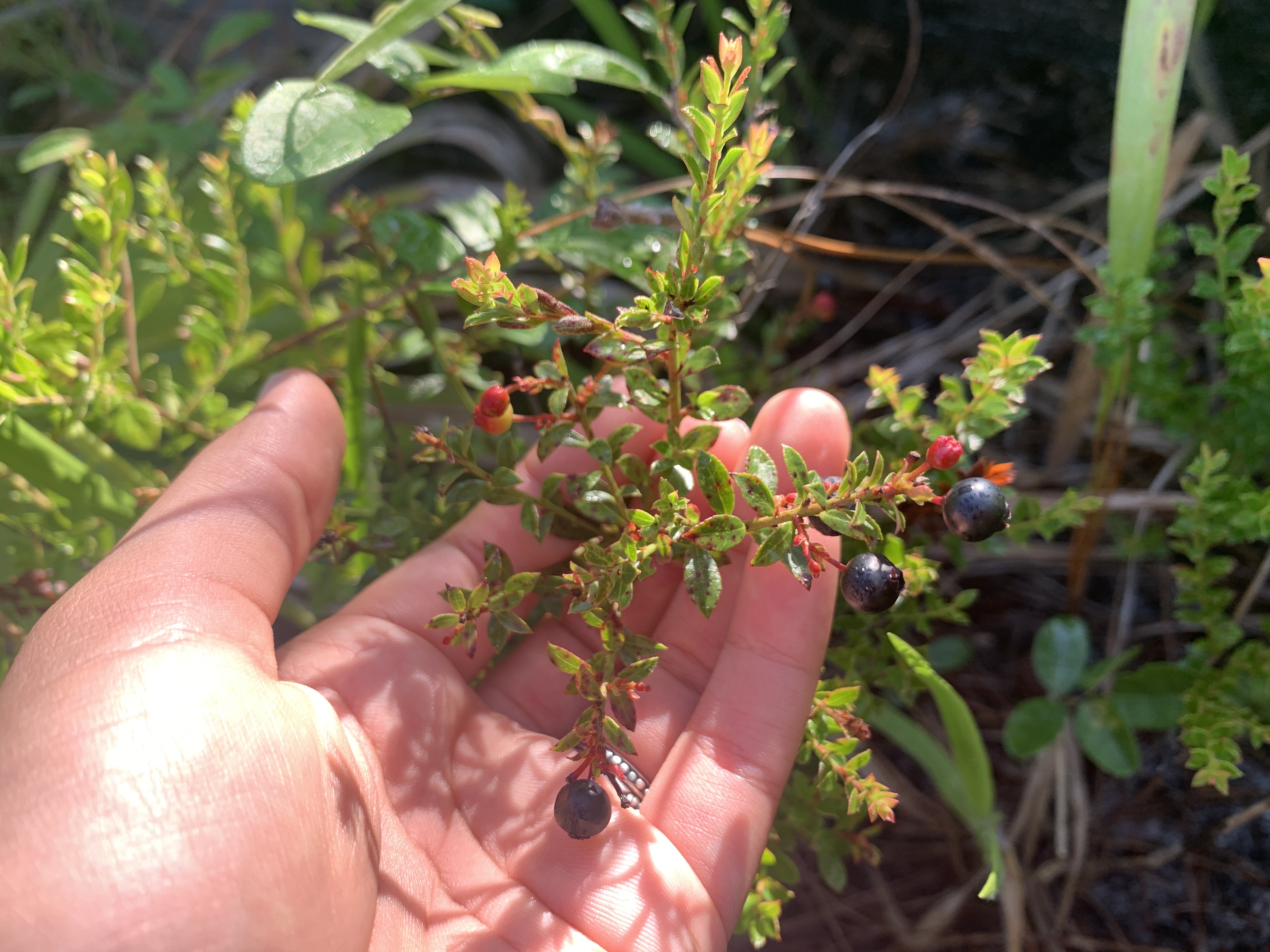 Wild Blueberry Sampling · iNaturalist