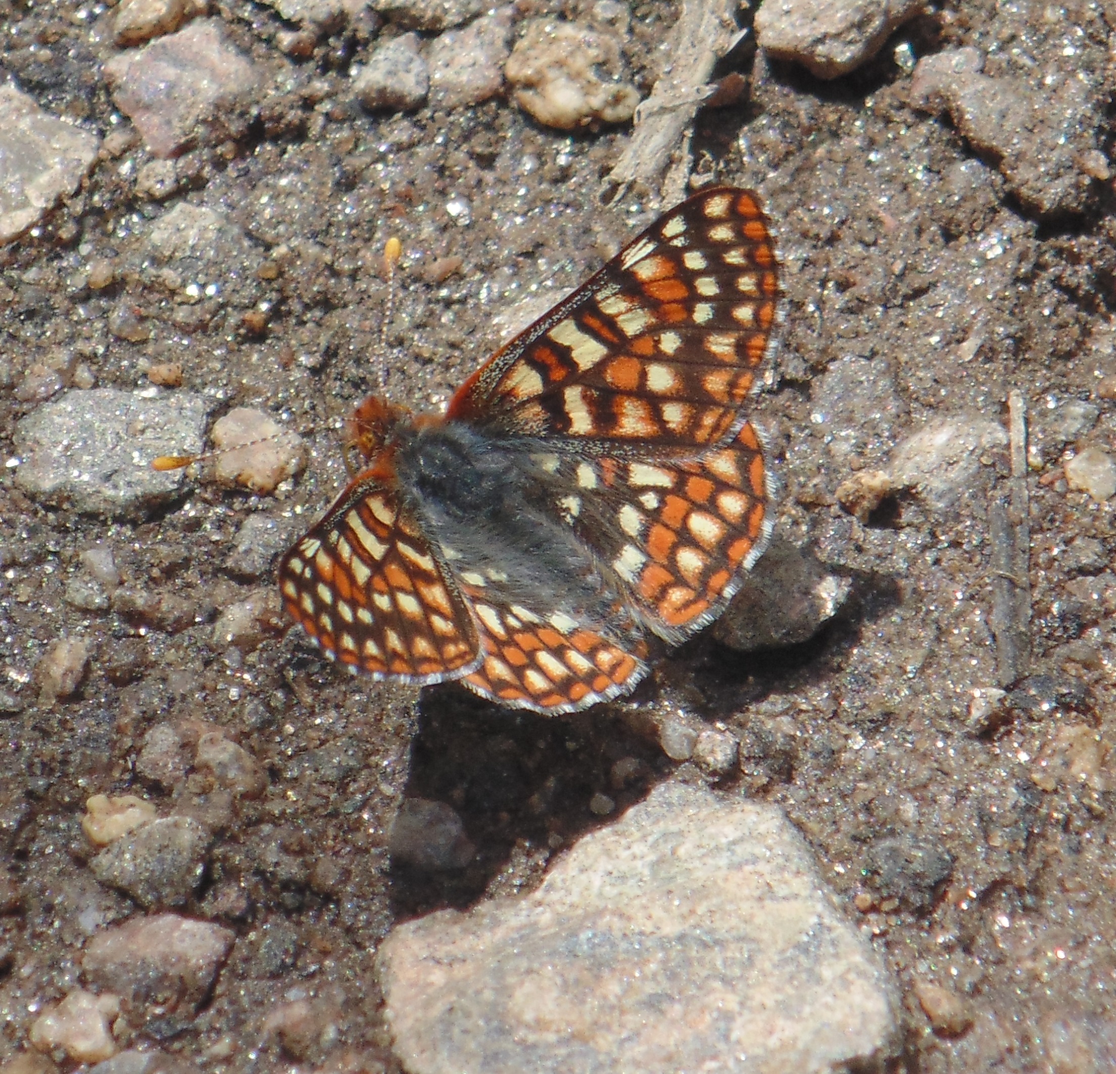 Insects of Colorado · iNaturalist