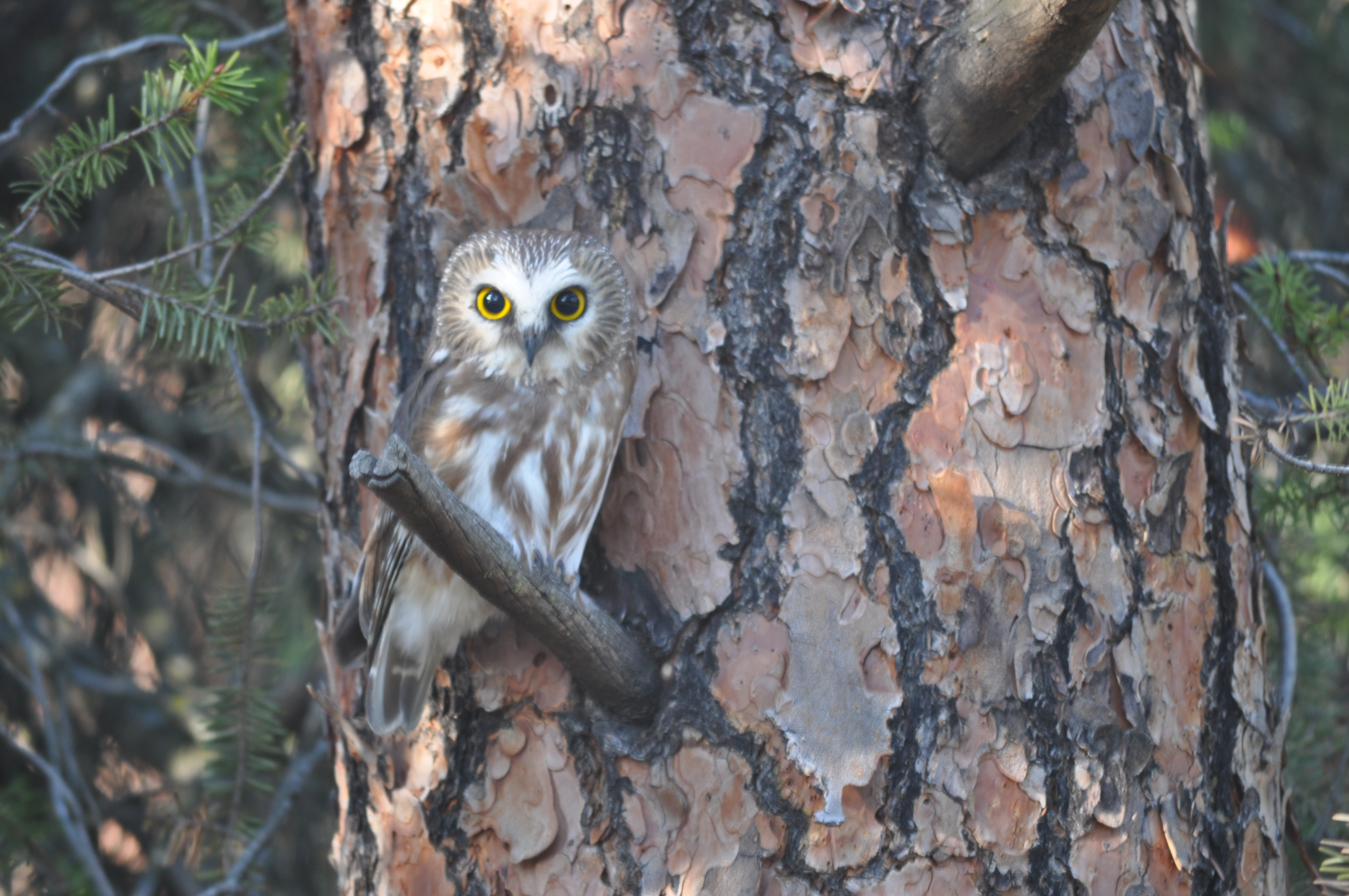Wildlife & Wildflowers of Knox Mountain Park · iNaturalist Canada