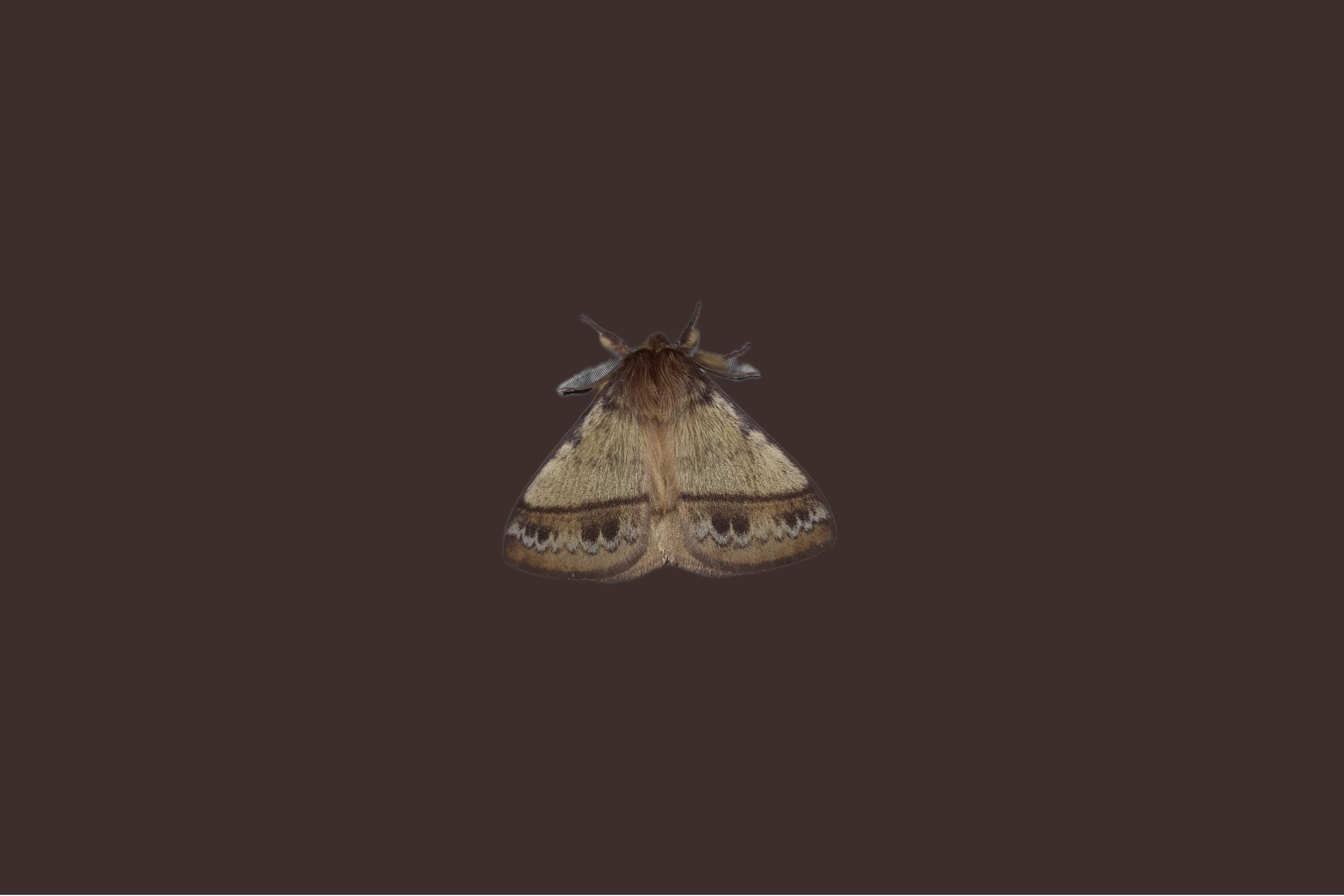 Moths of Destiny · iNaturalist