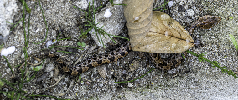 Snakes of the Himalayas · iNaturalist Chile