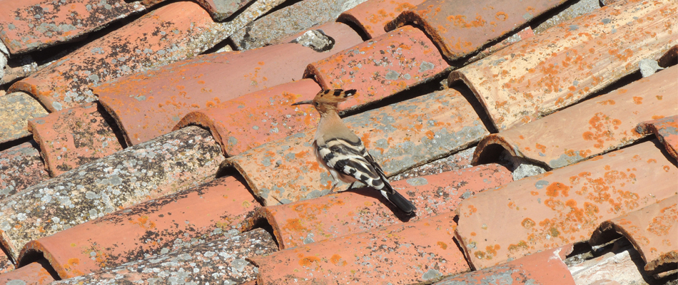 Roof Tiles Biodiversity · iNaturalist