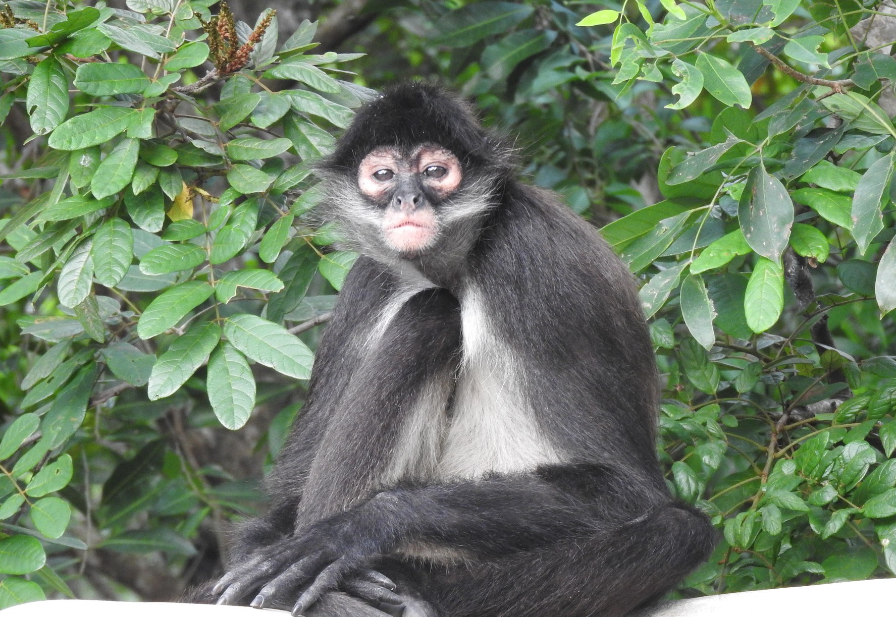 Mono araña Centroamericano en la Península de Yucatán · iNaturalist NZ