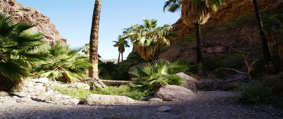 El Cañon del Nacapule · iNaturalist
