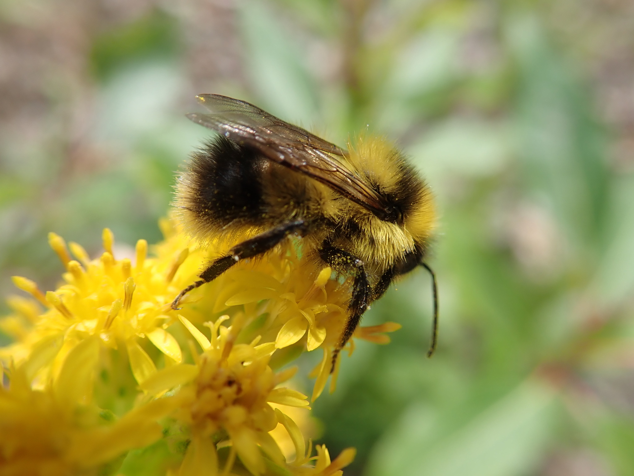 Whitehorse Plan Bee Community Science Project · iNaturalist Chile
