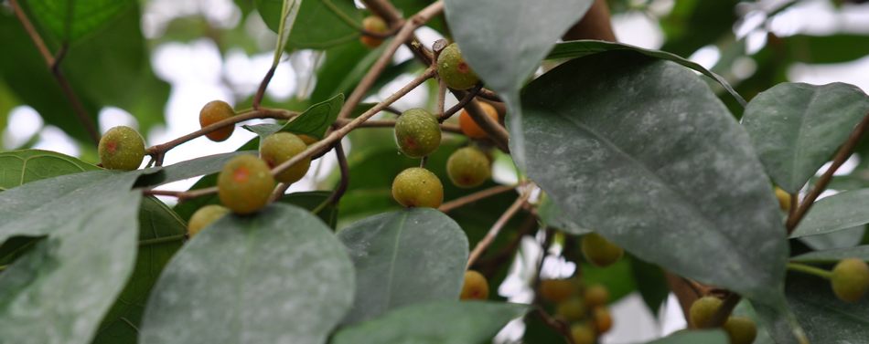 Tropical Figs (Ficus spp.) · iNaturalist