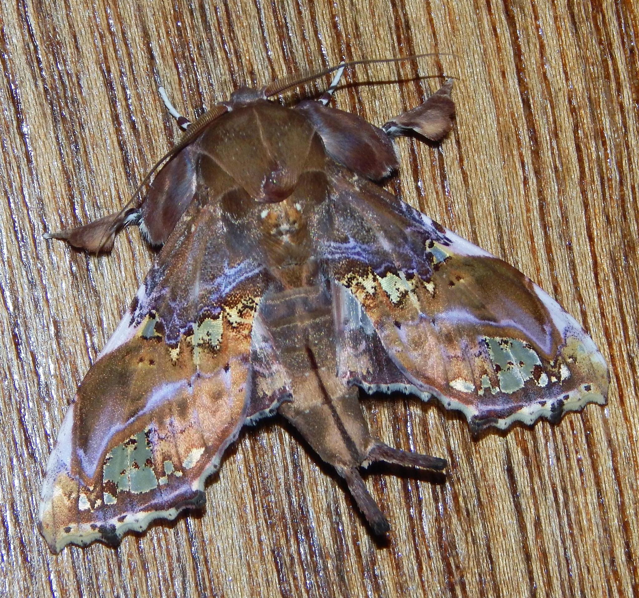 Euteliidae of African Continent · iNaturalist