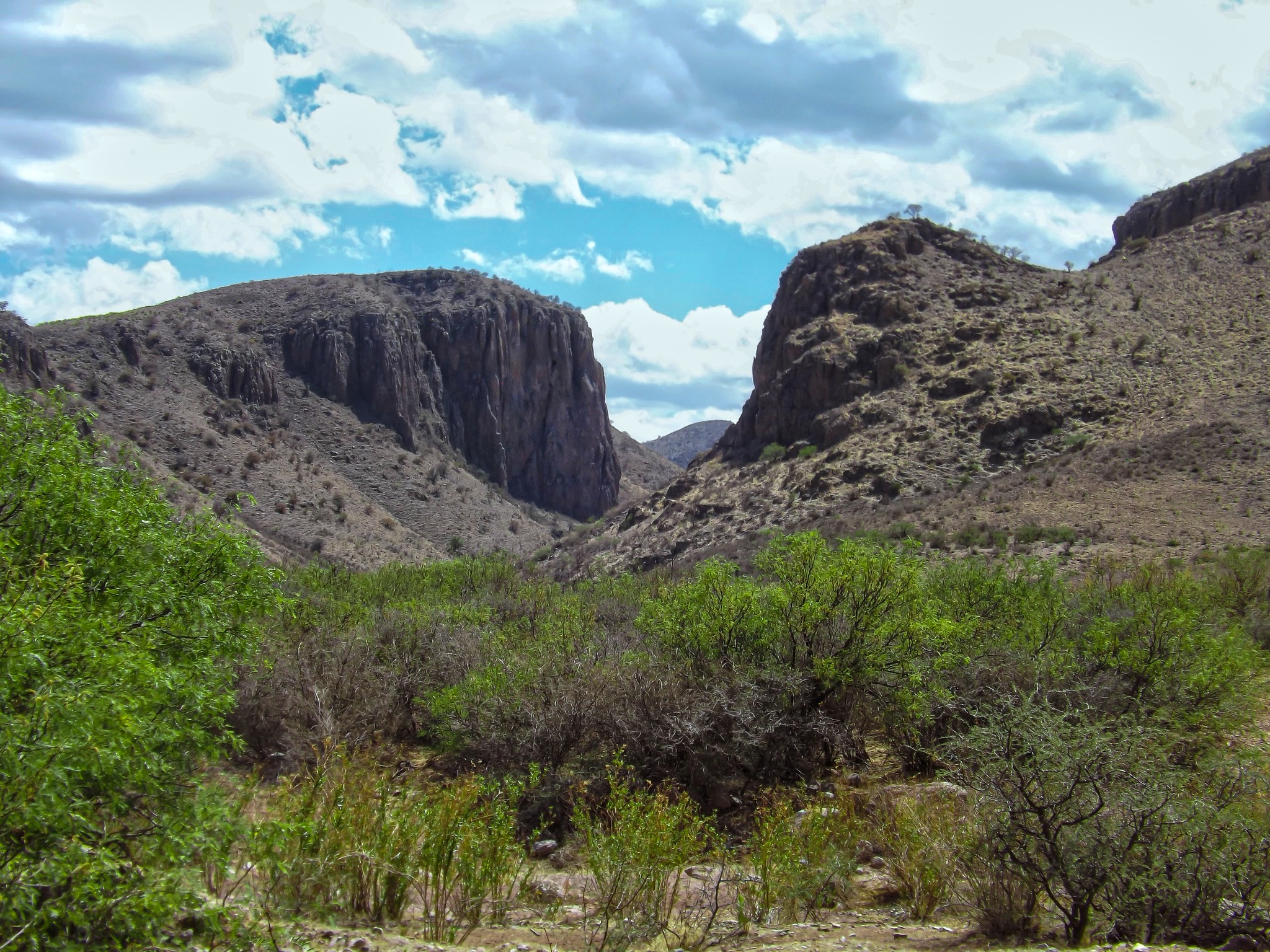 Reto NaturaLista Primavera 2025: Chihuahua, Chihuahua. · iNaturalist ...