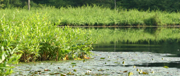 Junius Ponds, Seneca County, NY, USA · iNaturalist Australia