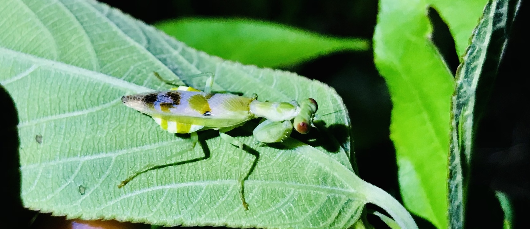Las mantis religiosas de San Martin · iNaturalist Ecuador