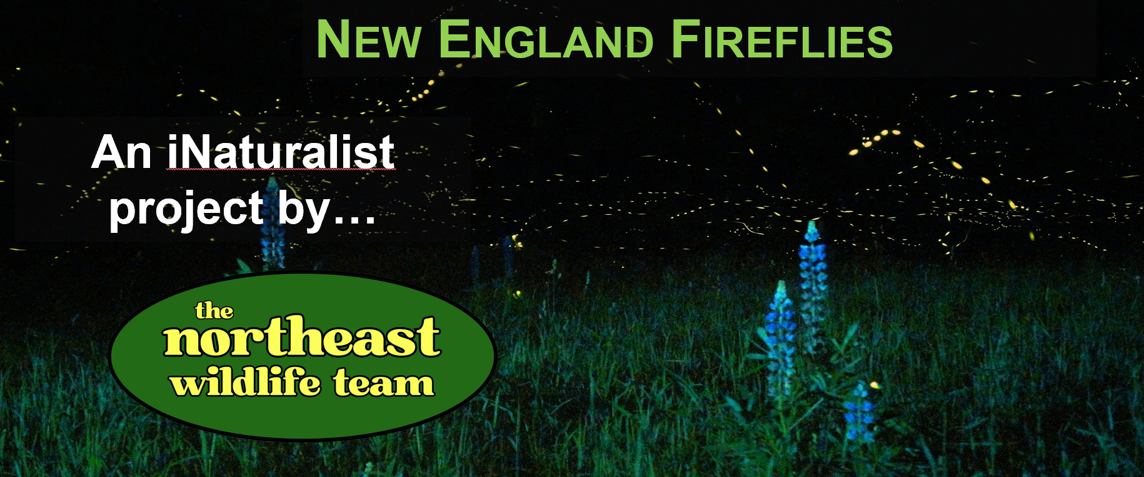 New England Fireflies · iNaturalist