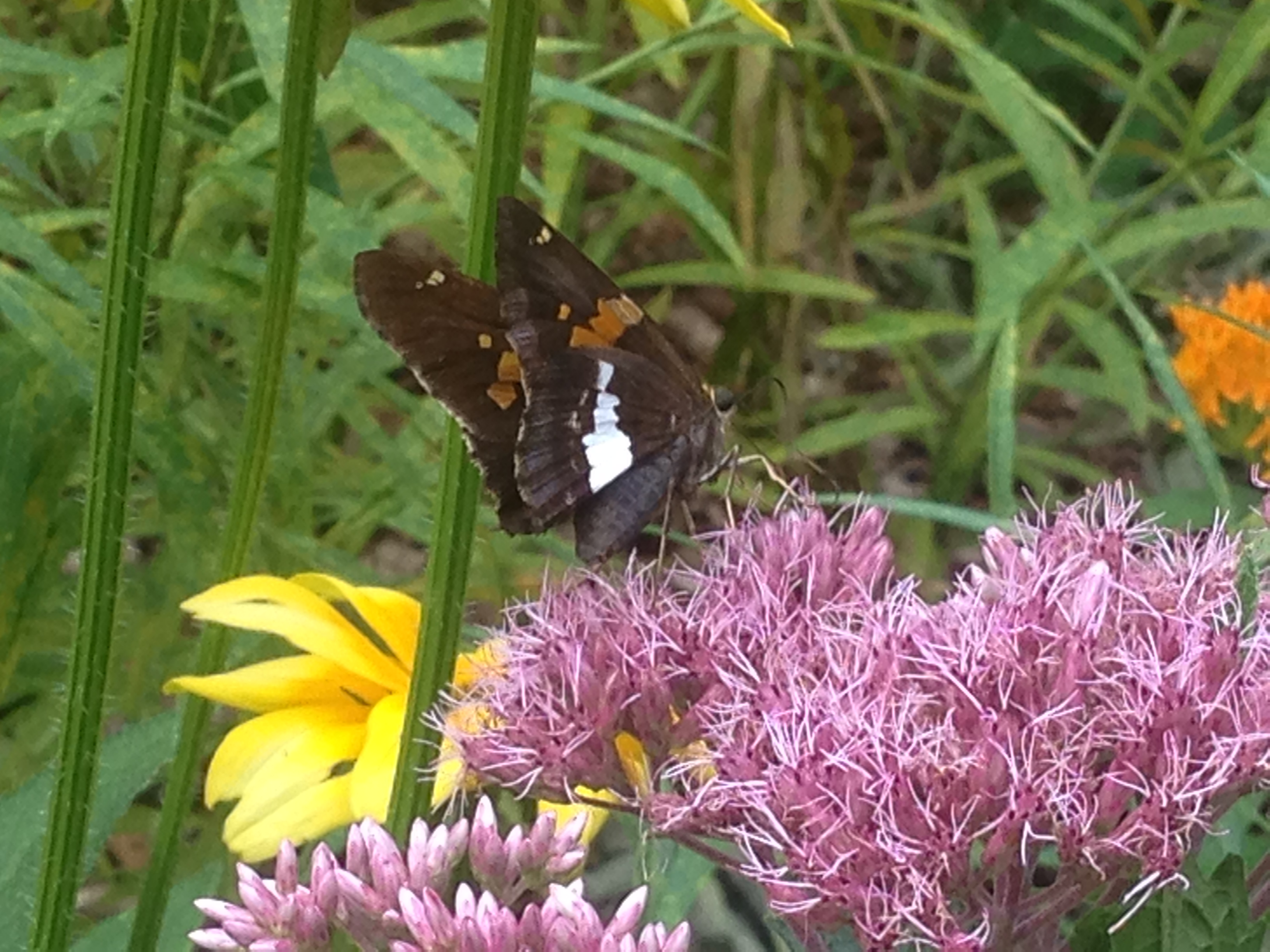 East Lake Commons · iNaturalist