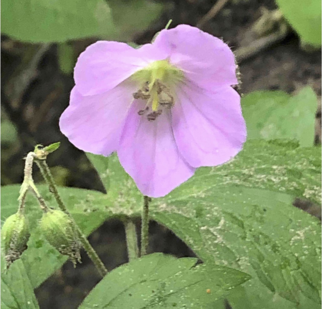 Ms Filip 2025 High Park Trip - CTS · iNaturalist Mexico