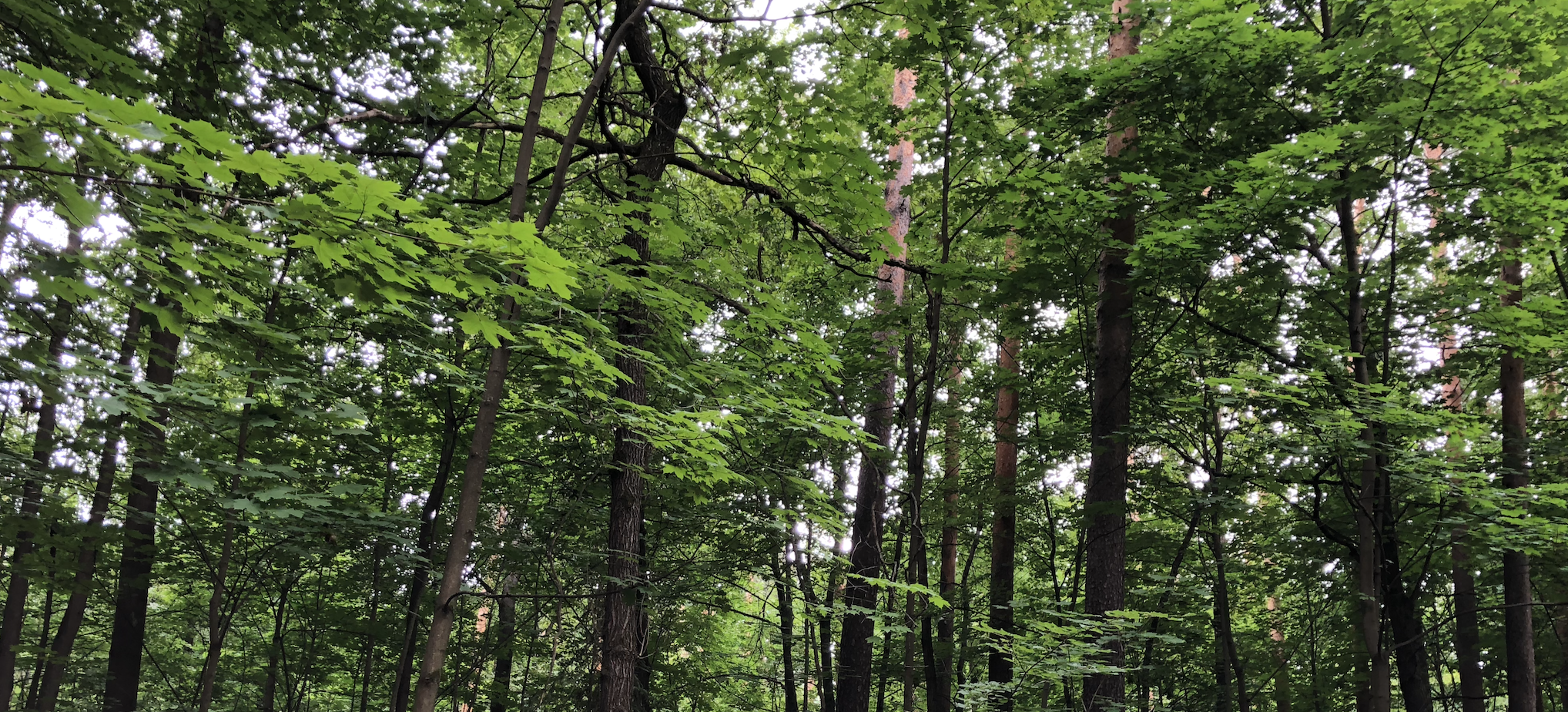 Деревья Москвы | Moscow Trees · iNaturalist