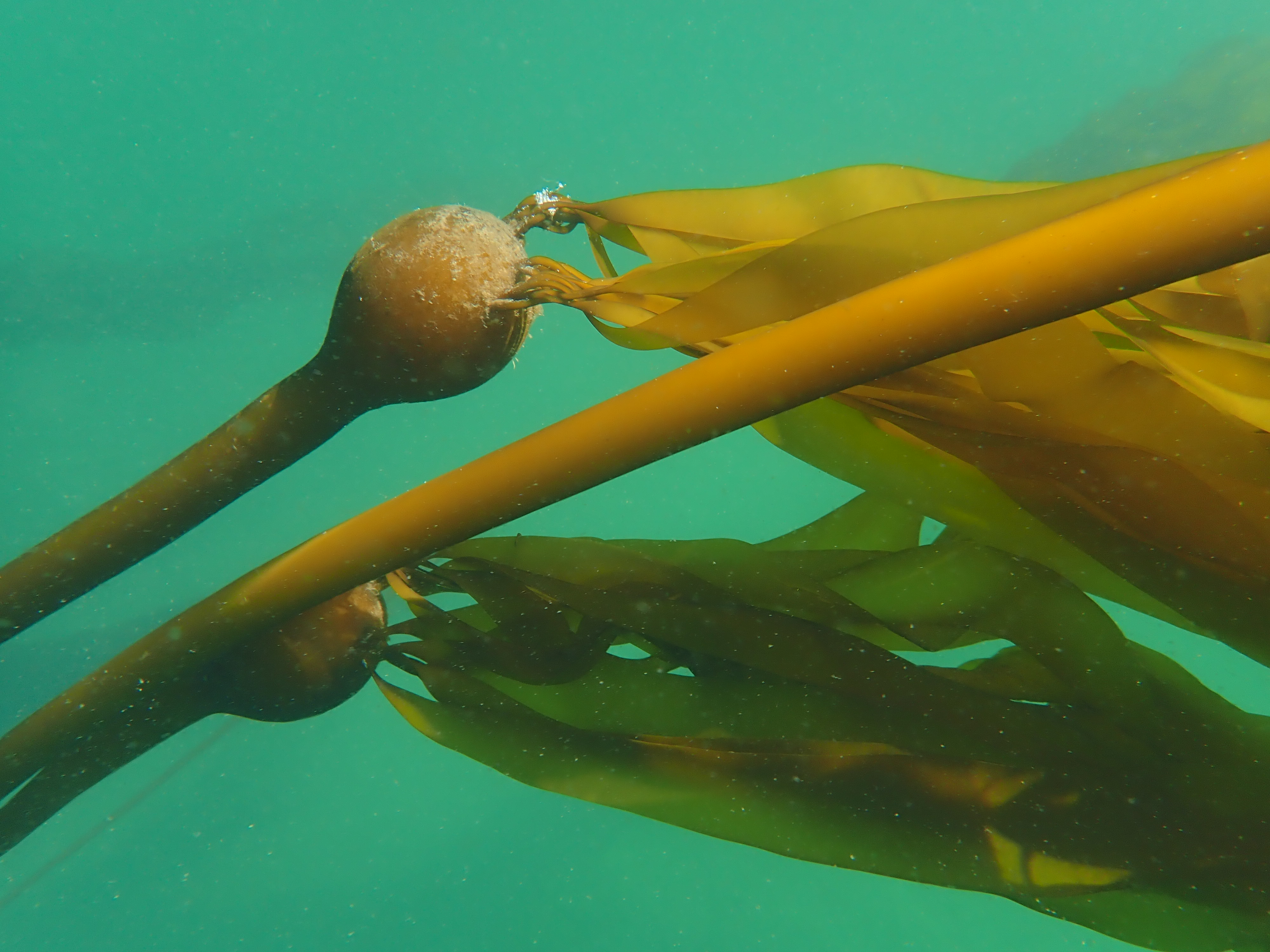 Marine Algae of the San Juan Islands · iNaturalist