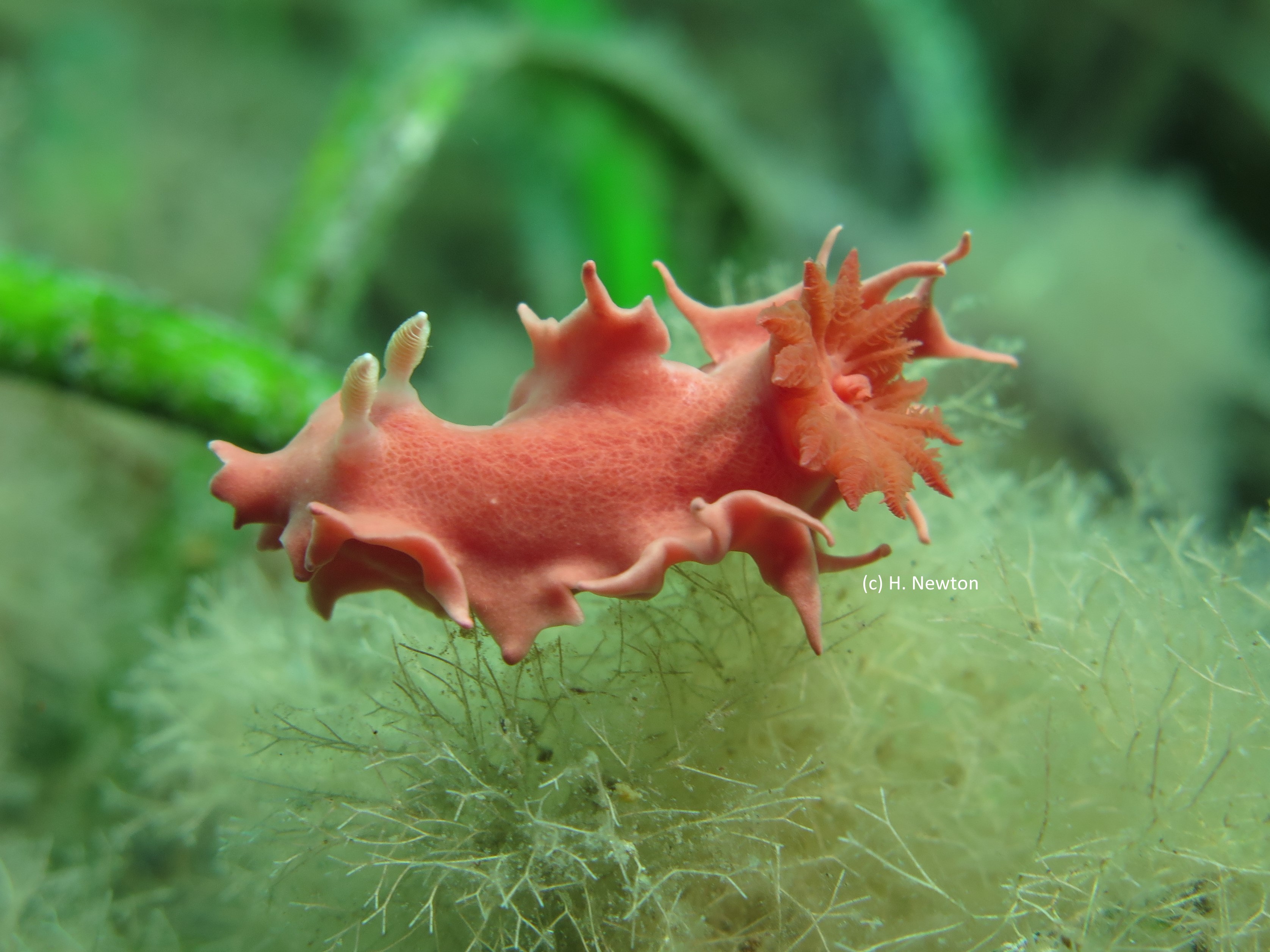 Nudibranchs & Sea Slugs of South Australia · iNaturalist